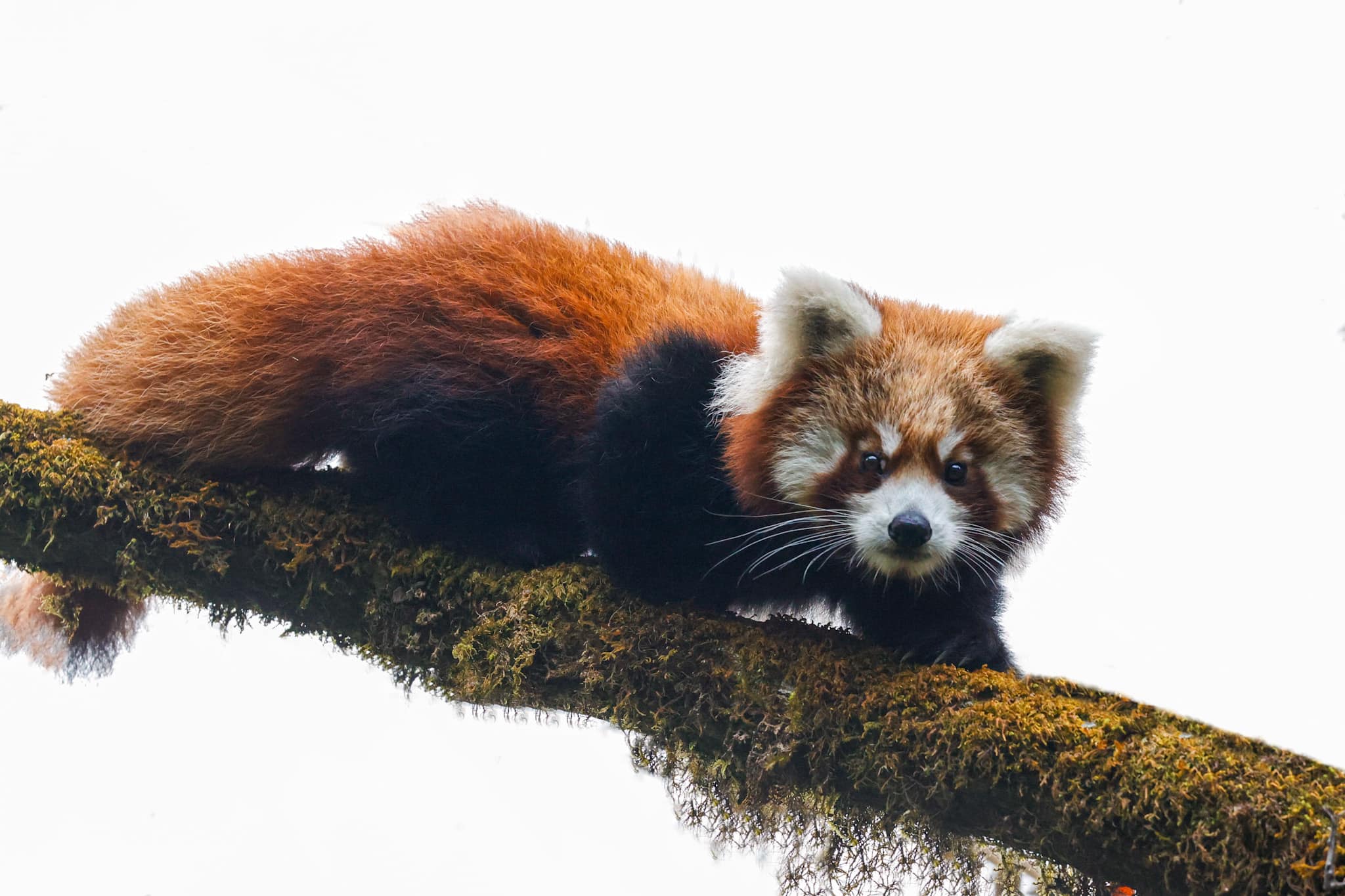 Red Panda Facts - Scientific Name, Habitat, Population, Reproduction ...